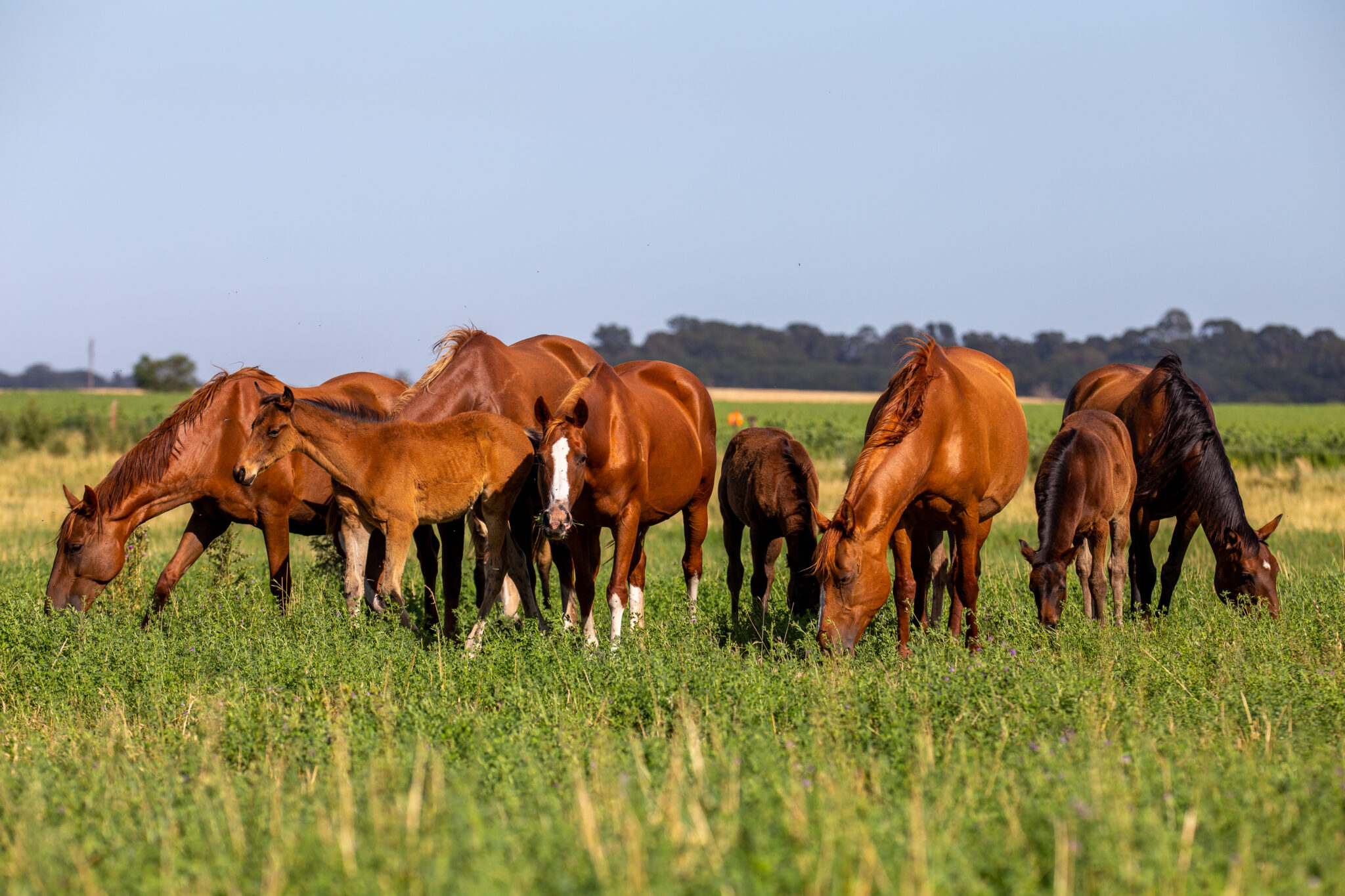 Horse Turn Out - Global Polo
